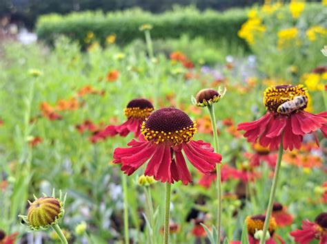 Helenium ‘moerheim Beauty Avondale Nursery