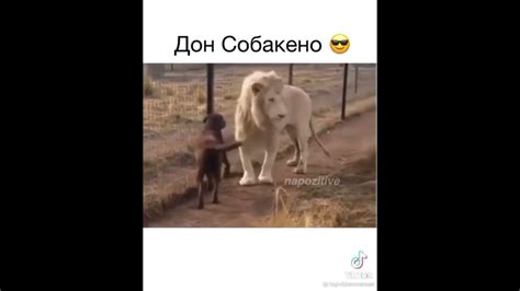 дон собакино приколы тик тока Youtube