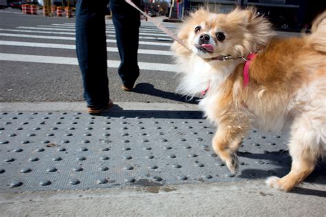 How Do We Protect New York Citys Pedestrians The New York Times