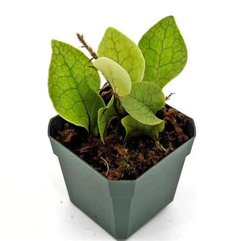 Microsorum Linguiforme