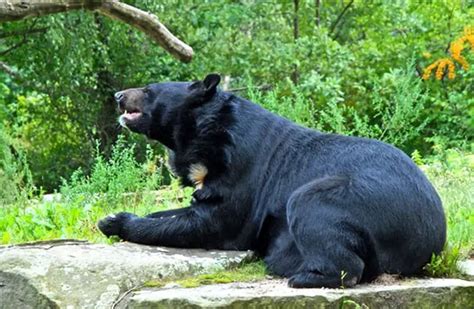 Moon Bear Description Habitat Image Diet And Interesting Facts