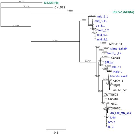 Phylogenetic Tree Of Kcv Proteins From 26 Sag Chloroviruses Phyml