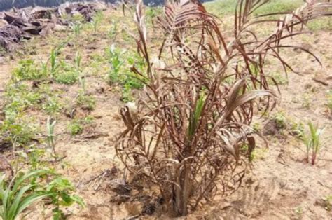 Dampak El Nino Terhadap Produksi Kelapa Sawit Di Perkebunan Bukan Sekedar Kata Kata
