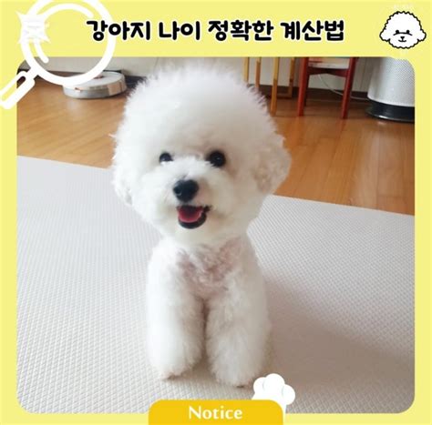 강아지 나이 계산법 사람 나이로 환산하는 정확한 방법 네이버 블로그