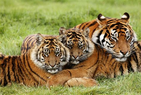 Protecting Tigers Rainforest Trust