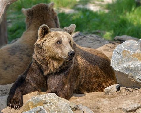 7000 Bear Pictures And Images Hd Pixabay Bear Pictures Bear