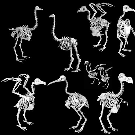 Bird Skeletons 3d Model Turbosquid 1965822