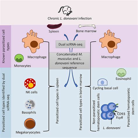 Dual Scrna Seq Analysis Reveals Rare And Uncommon Parasitized Cell