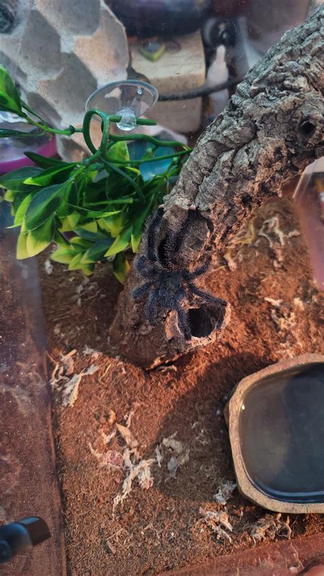 Pink Toe Tarantula Molted About A Week Ago How Long Should I Wait To