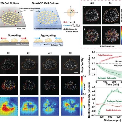 Collagen Substrate Induces Cell Collective Aggregation A B Schematic