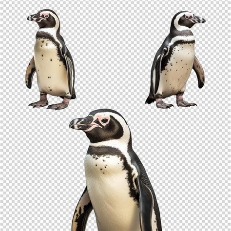 透明な背景に孤立したアフリカのペンギンの群れ Premium Ai生成psd