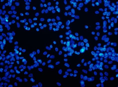 Sex Language Coevolving Informatics Open Access Government