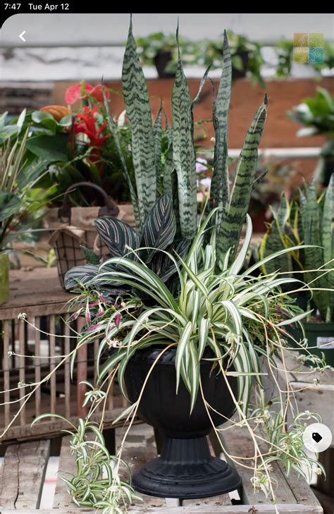 Traditional Garden Urns And Contemporary Containers Artofit
