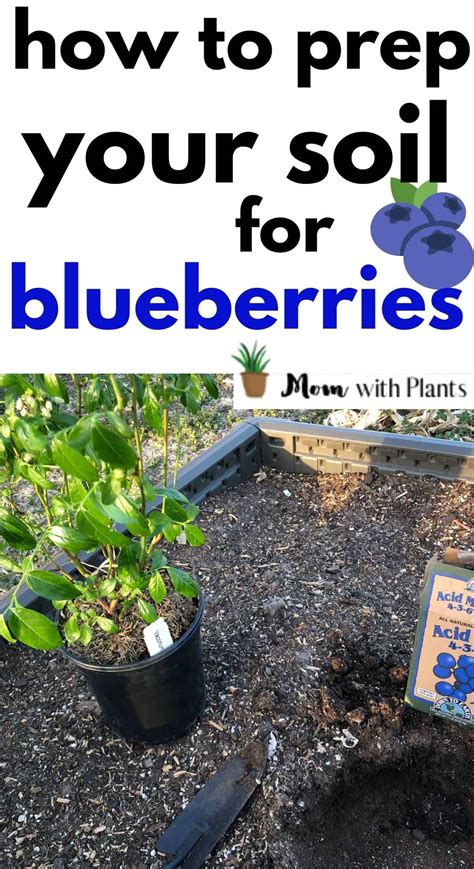 How To Prep Soil For Blueberries Mom With Plants