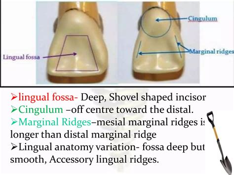 Tooth Morphologythe Architecture Of Part 2 For Slide Share Pptx