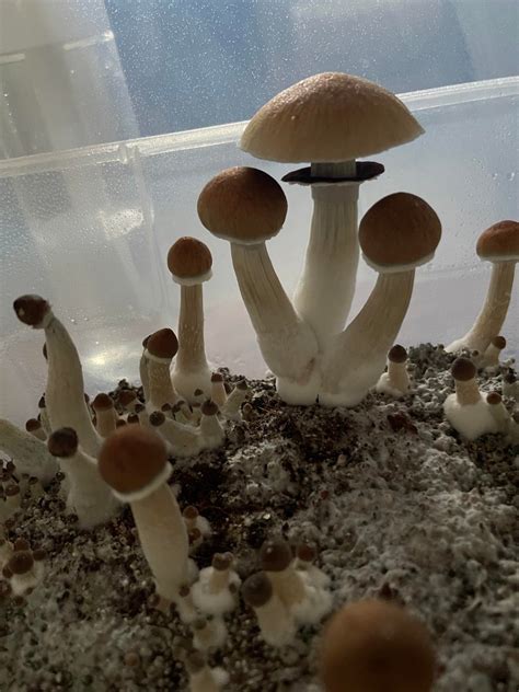 Actives Ive Got What Looks Like Aborts To Me Any Advice Should I