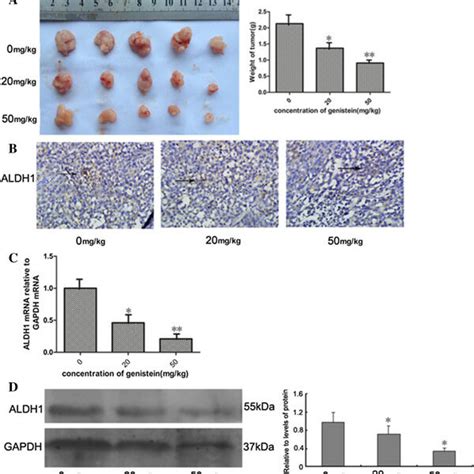 Genistein Decreased Breast Cancer Stem Cells In Vivo A Genistein
