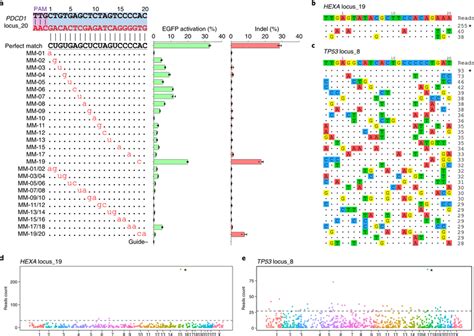 Mismatch Tolerance And Genome Wide Editing Fidelity Of Ascas12f1 A Download Scientific Diagram