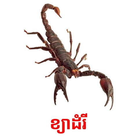 23 Free Insects Flashcards Pdf Khmer Words