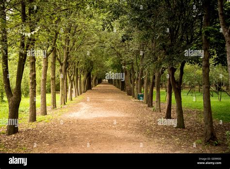 Tree Lined Path In A Park In Mexico City One Point Perspective Stock