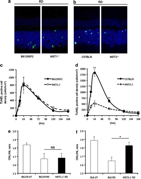 Mst2 But Not Mst1 Mediates Photoreceptor Cell Death After Rd A D Download Scientific