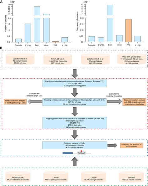 Systematic Evaluation Of The Effect Of Polyadenylation Signal Variants On The Expression Of