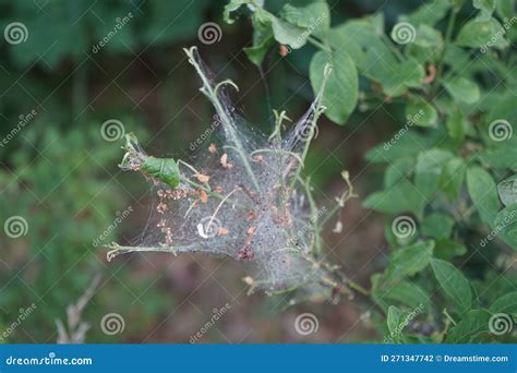 A Tree Covered With Cobwebs With Caterpillars Hang On It These Are