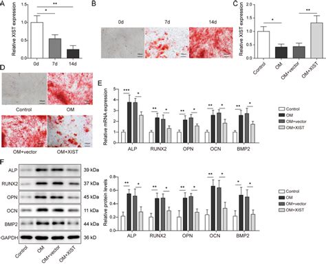 Overexpression Of Xist Inhibited The Osteogenic Differentiation In