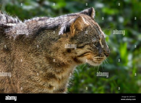 Amur Leopard Cat Siberian Leopard Cat Prionailurus Bengalensis