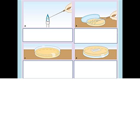 Growing Microorganisms In The Lab Teaching Resources