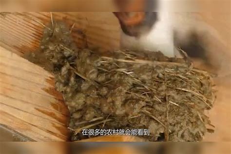家中有燕子筑巢，究竟是好事还是坏事？答案竟让人出乎意料