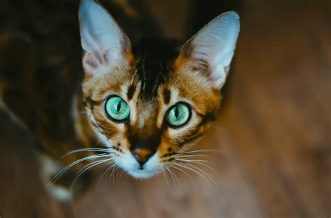 Serengeti Cat