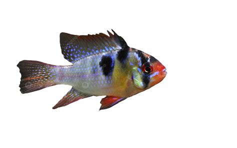 Apistogramma Ramirezi Pez Cola Aleta Acuario Png Dibujos De Cerca Acuario Cíclido Png Imagen