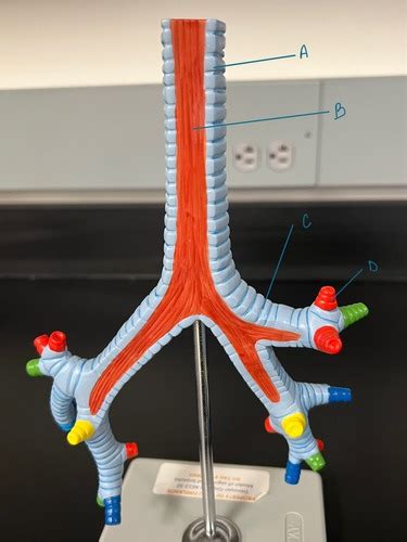 Lab Practical Flashcards Quizlet