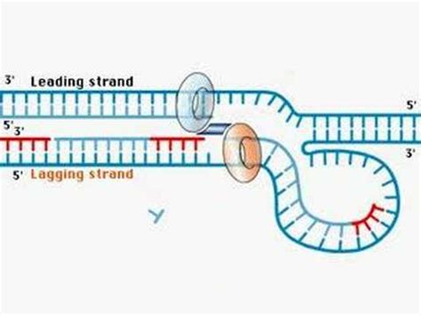 Replicación ADN YouTube