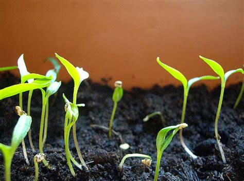 Cara Menanam Cabe Di Polybag Atau Pot BibitBunga