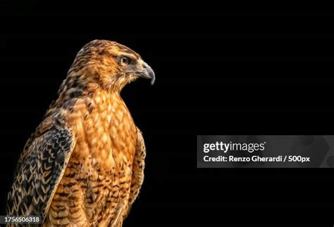 Perched Eagle Background Photos And Premium High Res Pictures Getty Images