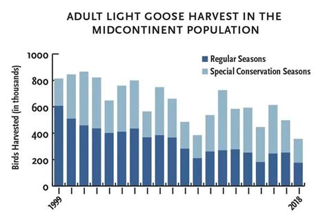 Why Did The Snow Goose Population Explode Birdful
