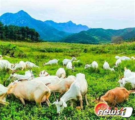 북한 사리원시 염소목장 우량품종 염소 확보 노력