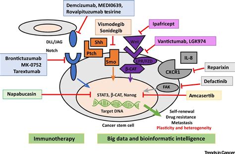New Opportunities And Challenges To Defeat Cancer Stem Cells Trends In
