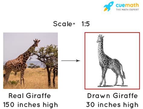 Scale Meaning Formula Examples