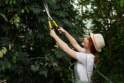 Tree Pruning Services Charlotte NC Heartwood Tree Care