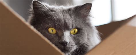 Physicists Set New Quantum Record With Heaviest Schrödinger Cat Yet