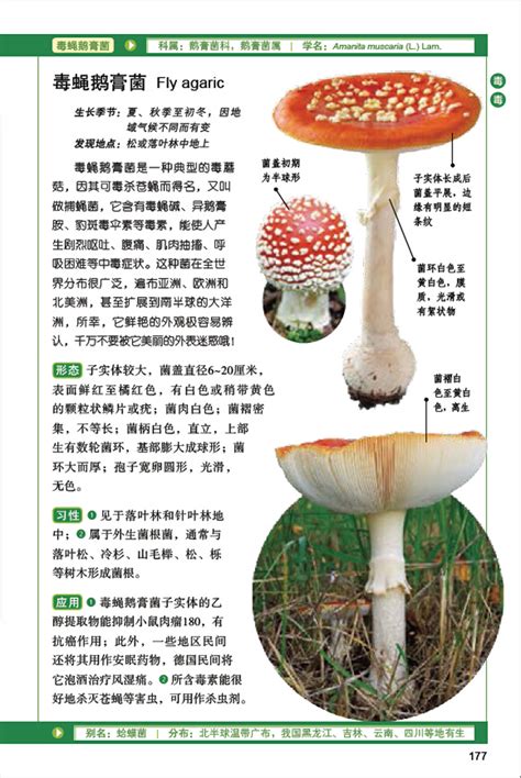 奥氏蜜环菌图片 奥氏蜜环菌 最大的奥氏蜜环菌图片 大山谷图库