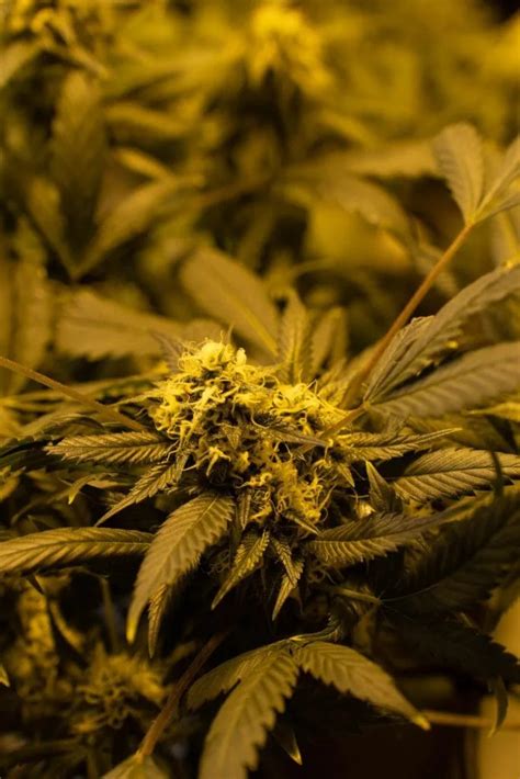 High Thca Hemp Flower Buy Thca Flower Online Shop Now