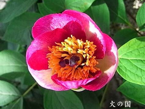 榛東村凪帆園 山野草