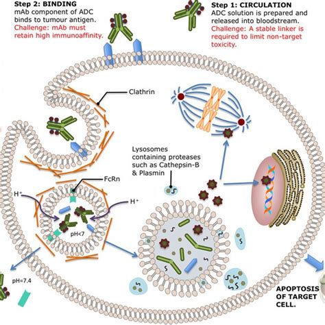 Structure Of An ADC Download Scientific Diagram