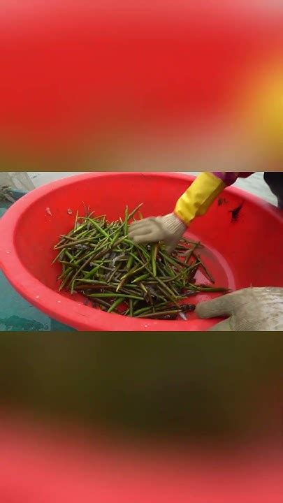 赶海又遇凶猛大货，听名字就让人害怕 Youtube