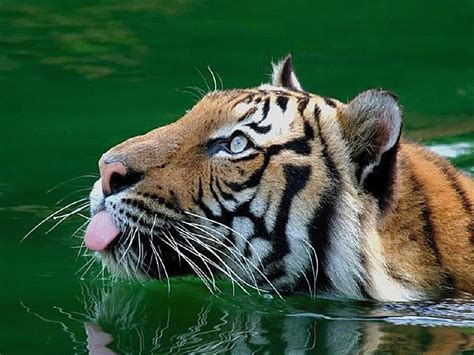 Free Download Big Thirsty Pussy Tiger Pussy Cats Animals Hd