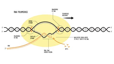 Rna Polymerase Causes And Consequences Of Rna Polymerase Ii Stalling During Transcript